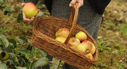 The Rotten Fruit Box - חטיפי פירות יבשים עם 1.5% קאשבק